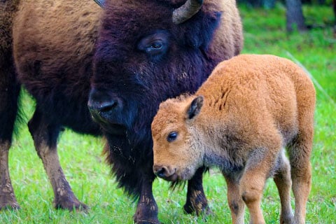 Wildlife Preserve | Visit Woolaroc | woolaroc.org